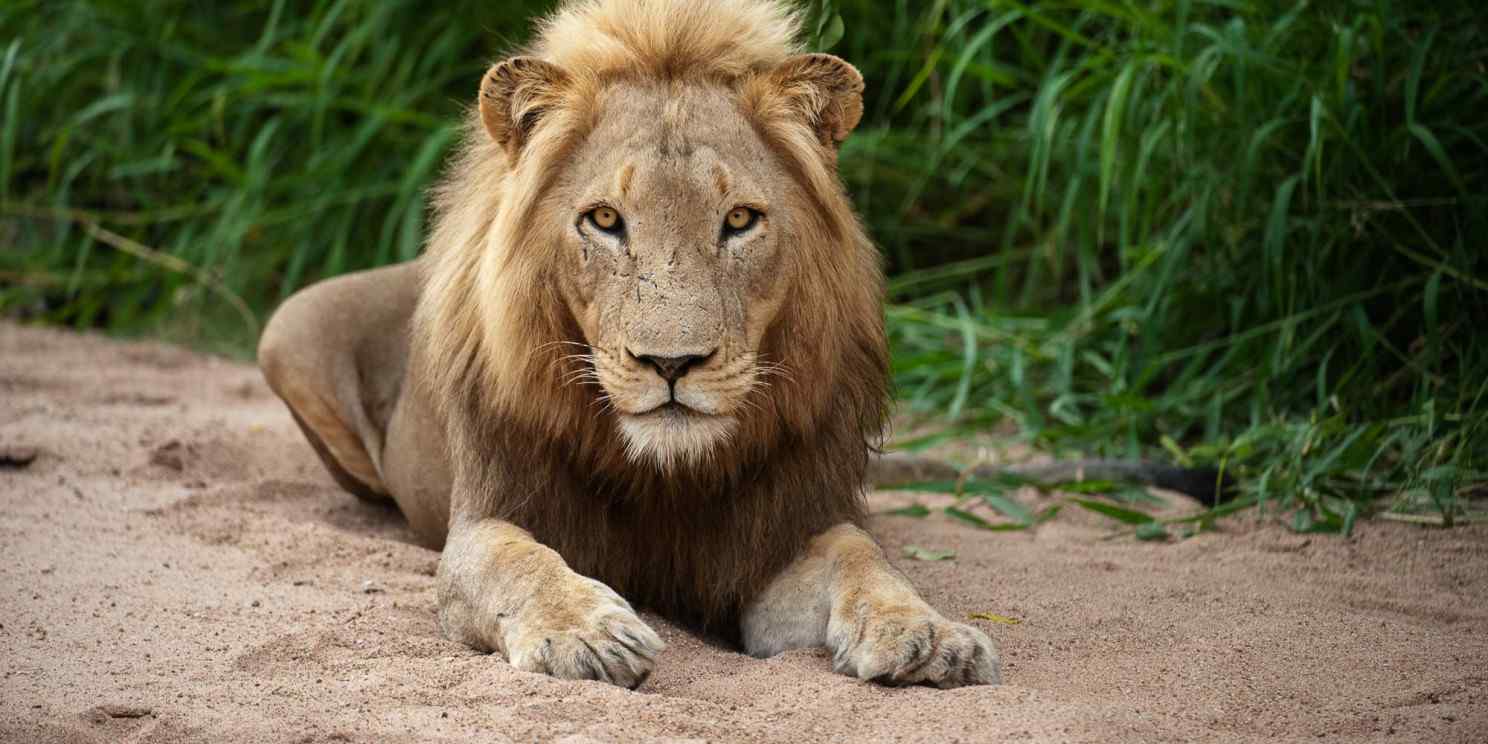 Timbavati Private Nature Reserve – Travel Guide, Map & More!