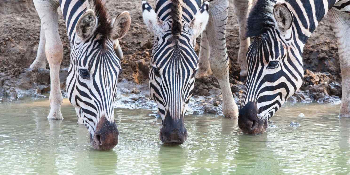 uMkhuze Game Reserve – Travel Guide, Map & More!