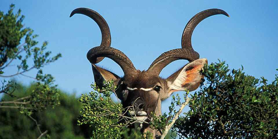 Hluhluwe-Imfolozi Map – Detailed Map of Hluhluwe-Imfolozi Game Reserve