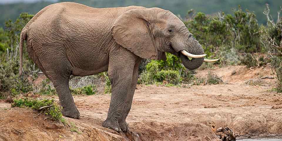 Addo Elephant Map – Detailed Map of Addo Elephant National Park