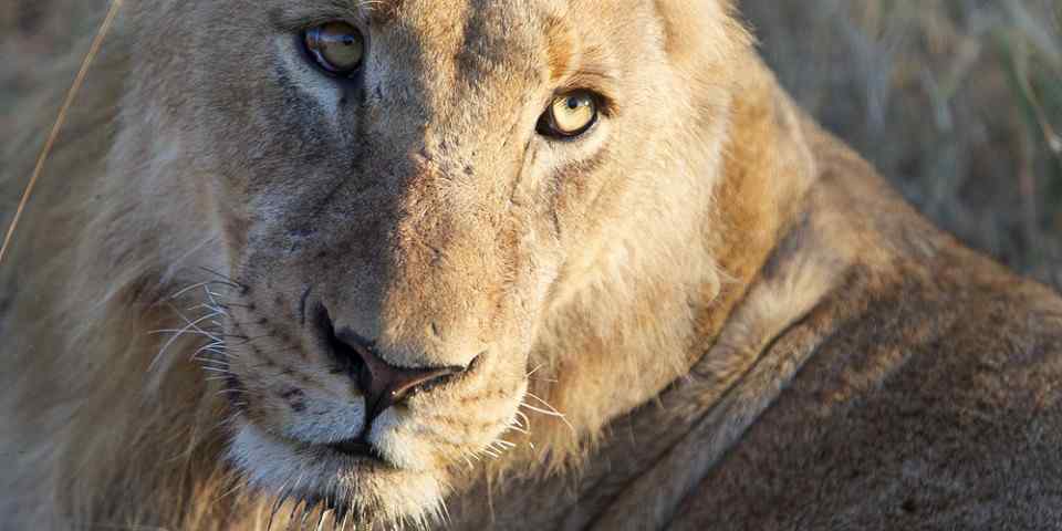 Timbavati Private Nature Reserve – Travel Guide, Map & More!