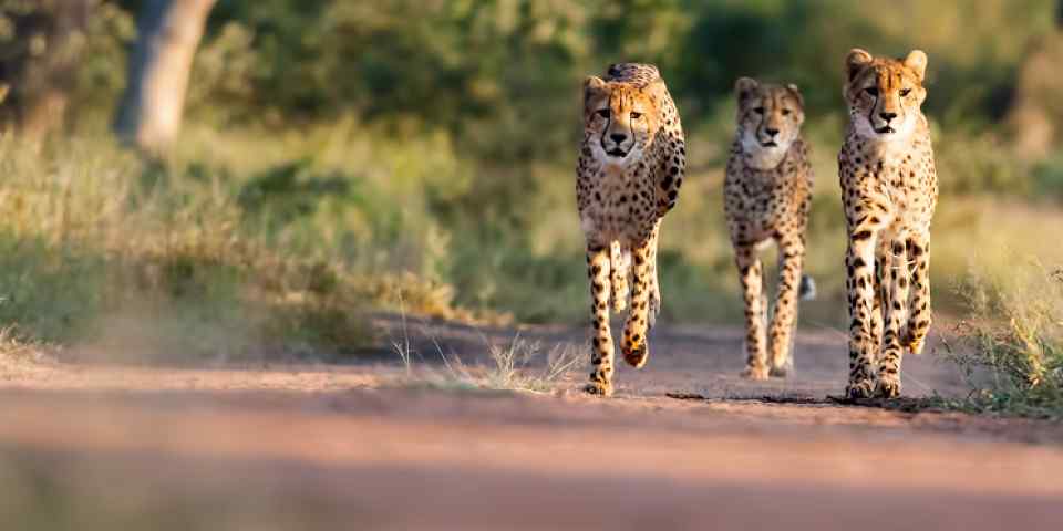449 Kruger Safari Tours (Offered by 29 Tour Operators)