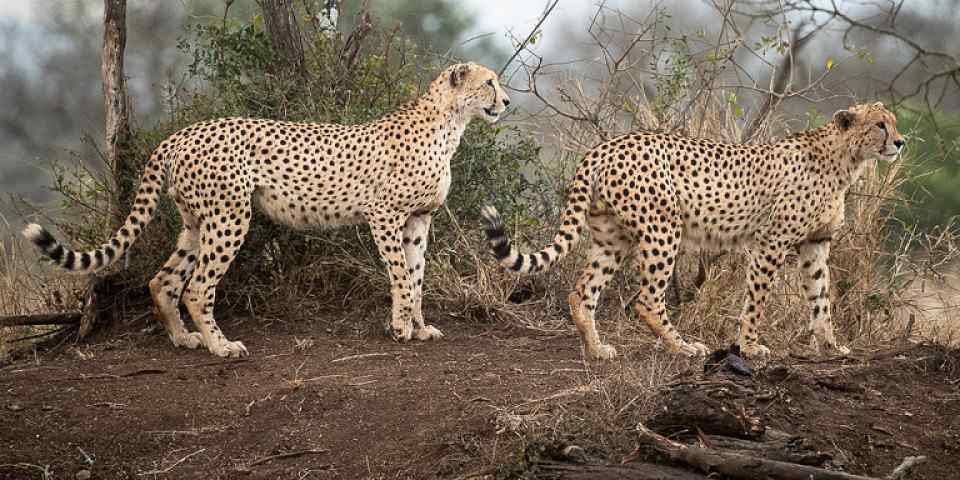 Phinda Private Game Reserve – Travel Guide, Map & More!