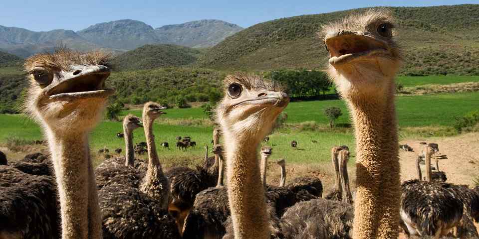 18 Addo Elephant Safari Tours (Offered by Top Rated Operators)