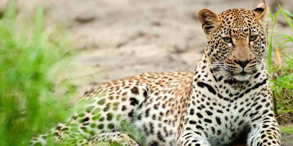 Sabi Sand Nature Reserve – Travel Guide, Map & More!