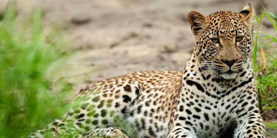 Sabi Sabi Map – Detailed Map of Sabi Sabi Private Game Reserve