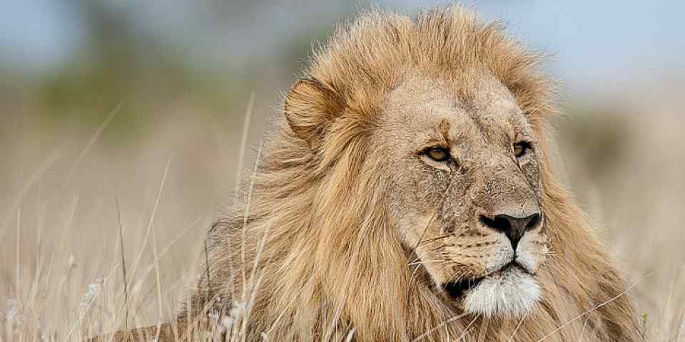 Sabi Sabi Map – Detailed map of Sabi Sabi Private Game Reserve