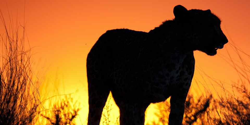 1,094 South Africa Safari Tours (Offered by 47 Tour Operators)