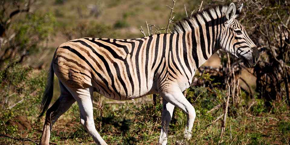 Mlilwane Wildlife Sanctuary – Travel Guide, Map & More!