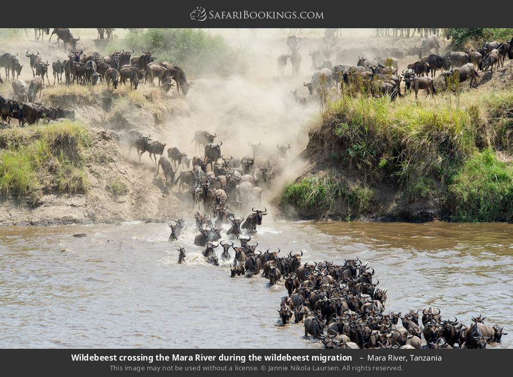 Tanzania Safari: 7-Day Joining Wildbeest Migration River Crossing Safari