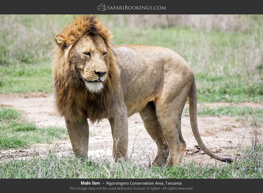 Tanzania Safari: 1-Day Predator & Prey Safari at Tarangire National Park