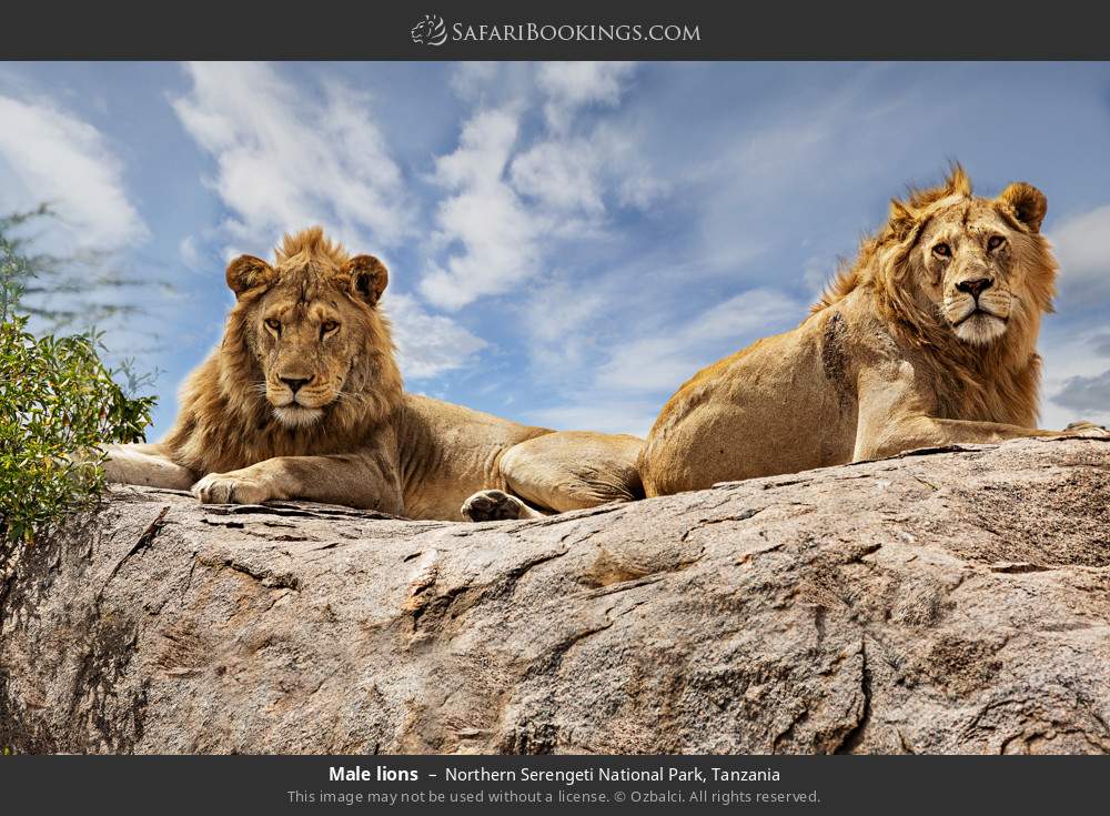 Tanzania Safari: 3-Day Fly-in Safari Zanzibar to Tarangire, Lake & Crater