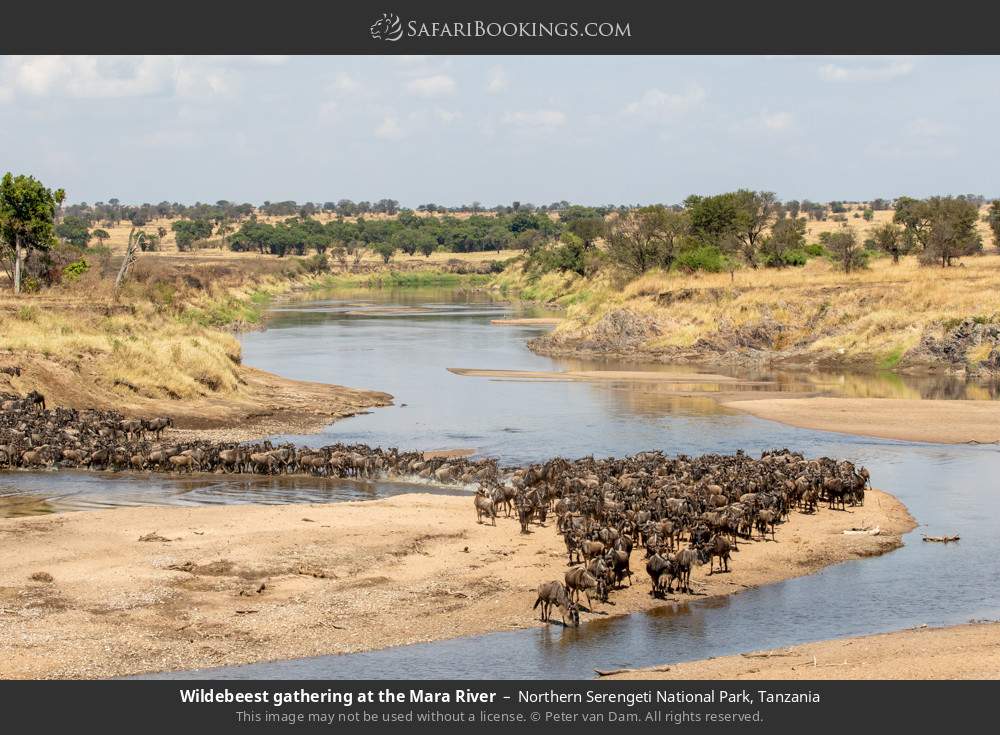 Tanzania Safari: 2-Day Private Fly-in Luxury Safari From Zanzibar