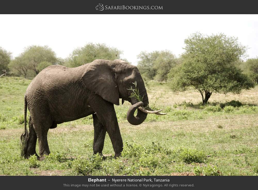 Tanzania Safari: 1-Day Mikumi Safari Experience From Zanzibar