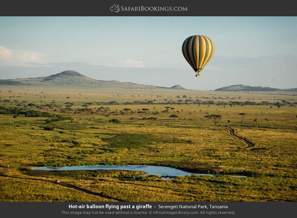 Tanzania Safari: 5-Day Serengeti Mid-Range Fly-in Love Safari