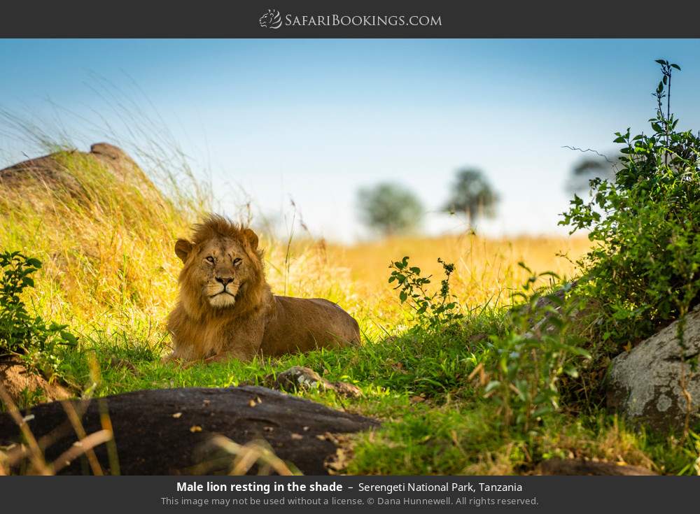 Tanzania Safari: 8-Day Tanzania Big Five Safari Escape