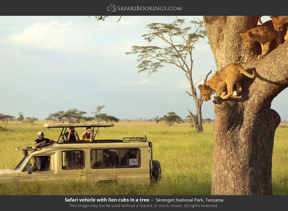 Tanzania Safari: 4-Day Luxury Tarangire, Serengeti, Ngorongoro & Manyara