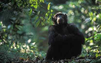 Gombe National Park – Travel Guide, Map & More!