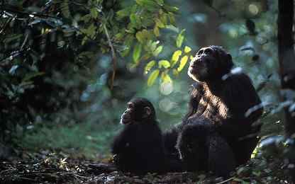 Gombe National Park – Travel Guide, Map & More!