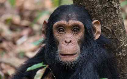 Gombe National Park – Travel Guide, Map & More!