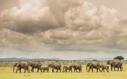 Grumeti Game Reserve – Best Time To Visit, Wildlife & More!