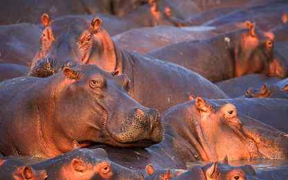 Katavi National Park – Travel Guide, Map & More!