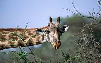 Katavi National Park – Travel Guide, Map & More!