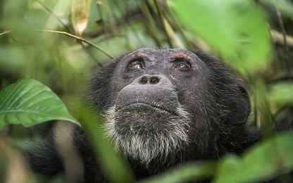 Mahale Mountains National Park – Travel Guide, Map & More!