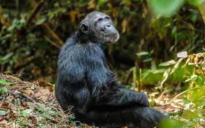 Mahale Mountains National Park – Travel Guide, Map & More!