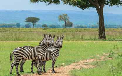 Mikumi National Park – Travel Guide, Map & More!