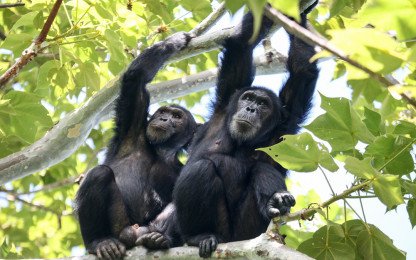 Gombe Photos – Images & pictures