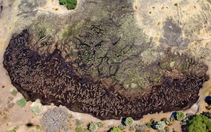 Katavi Wildlife Photos – Images & pictures of Katavi National Park