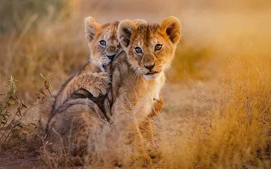 Tanzania Animals – Wildlife in Tanzania