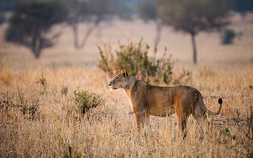 Tanzania Animals – Wildlife in Tanzania