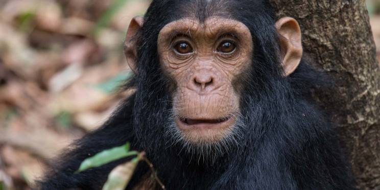 Gombe Map – Detailed Map of Gombe National Park