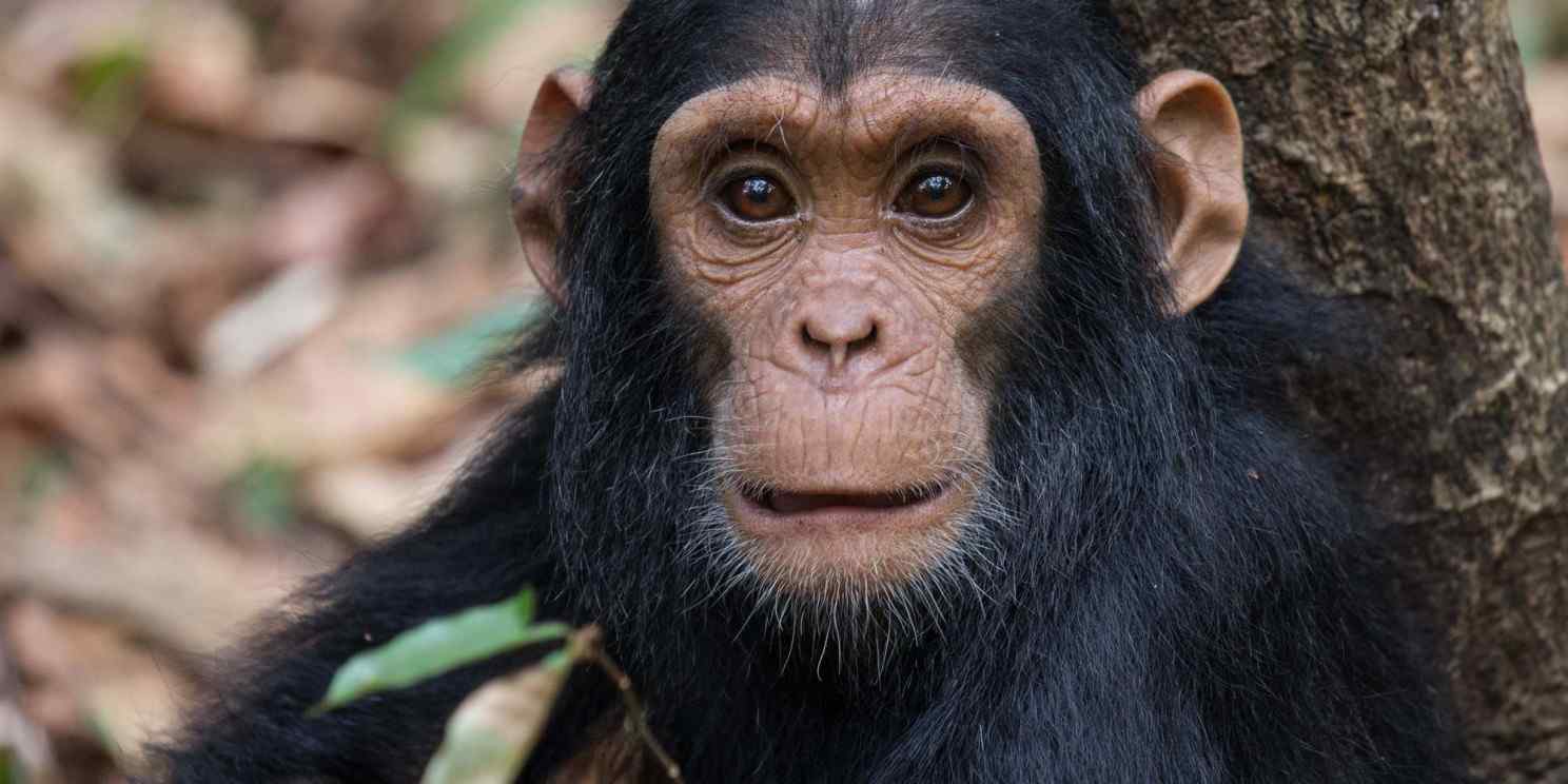 Gombe Map – Detailed Map of Gombe National Park