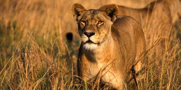 Katavi National Park – Travel Guide, Map & More!