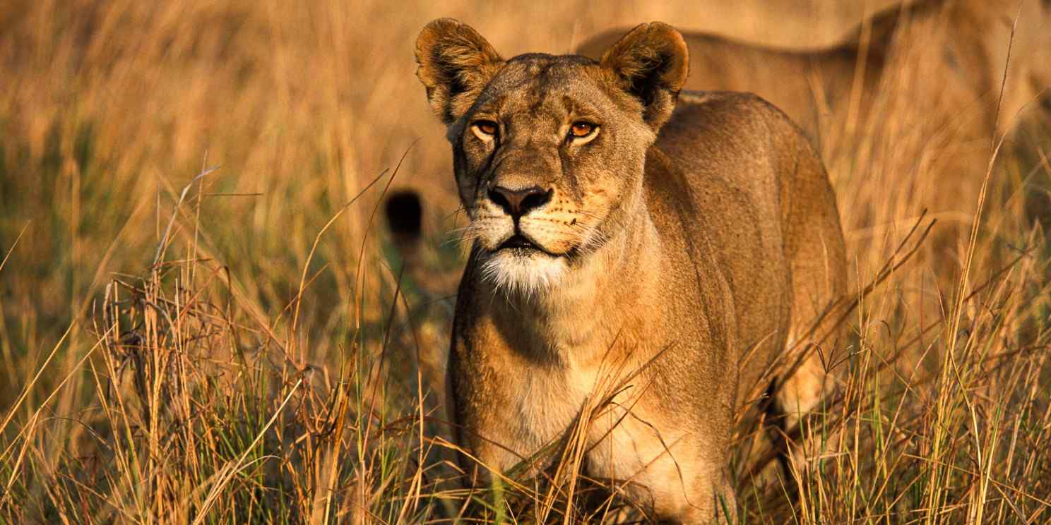 Katavi National Park – Travel Guide, Map & More!