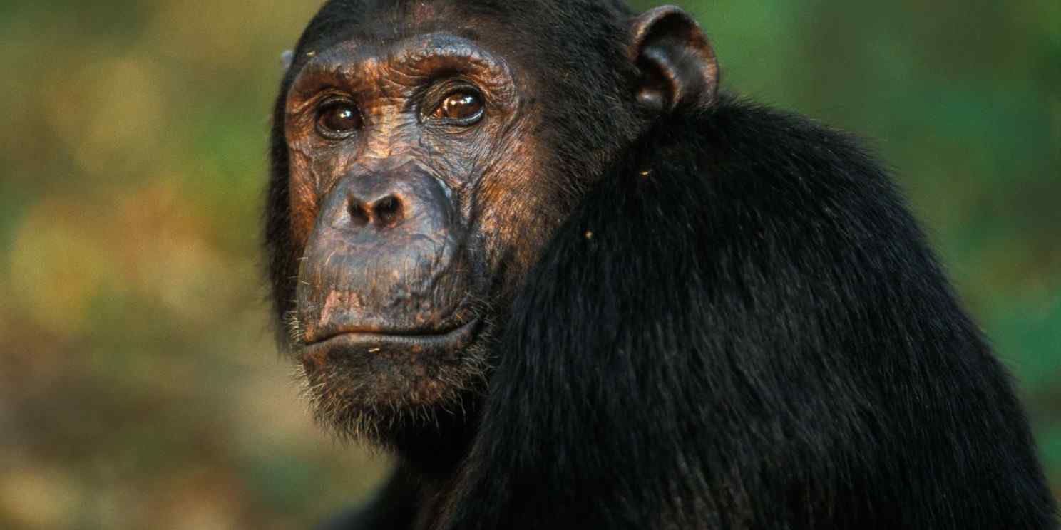 Mahale Mountains National Park – Travel Guide, Map & More!