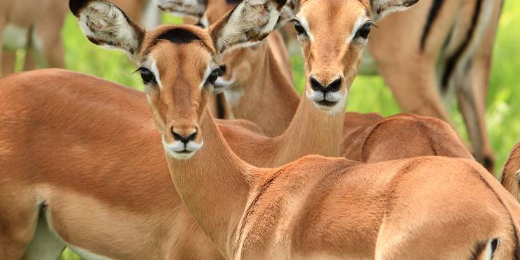 Eswatini (Swaziland) Weather & Climate (+ Climate Chart)