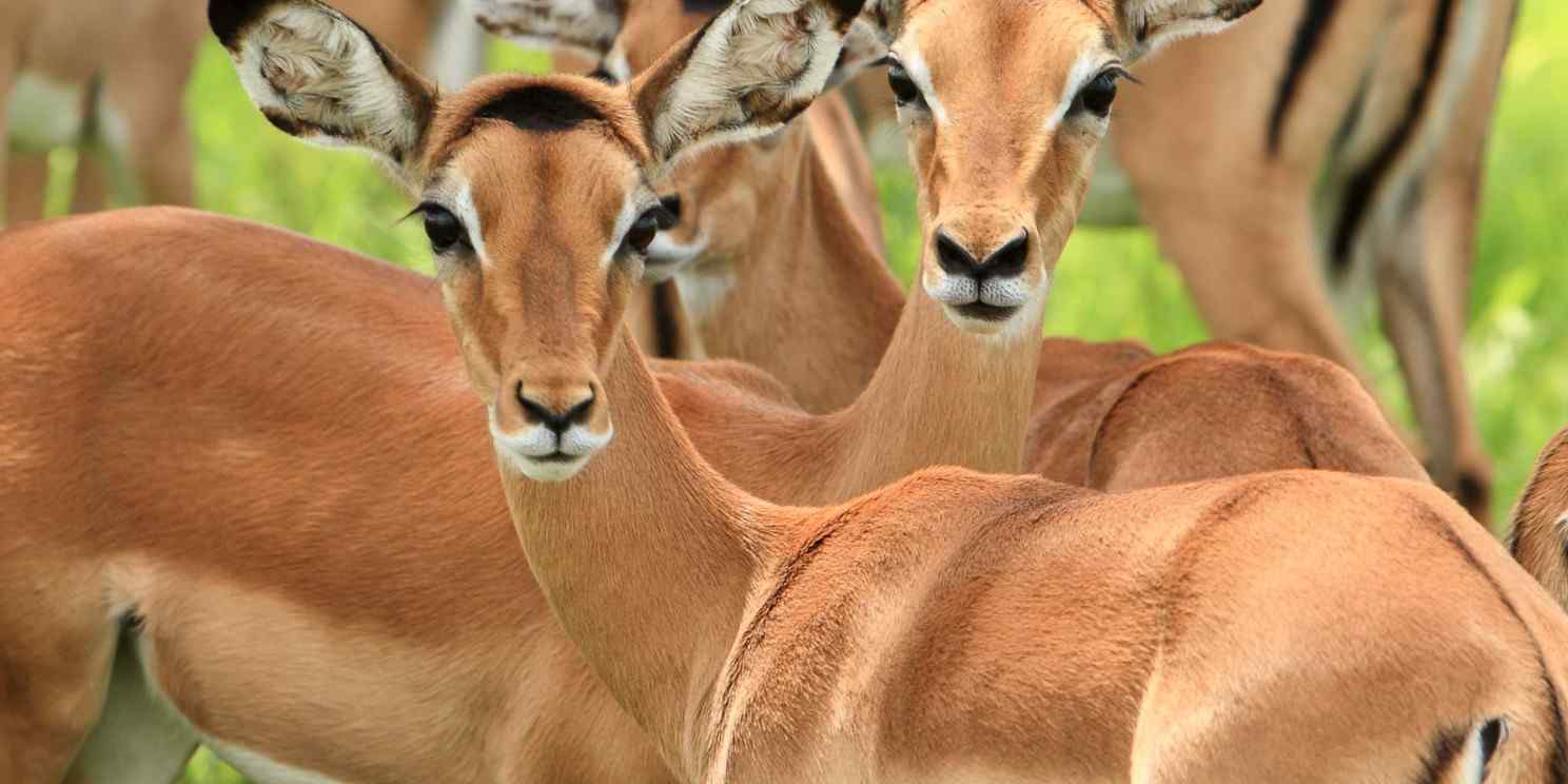 Eswatini (Swaziland) Weather & Climate (+ Climate Chart)