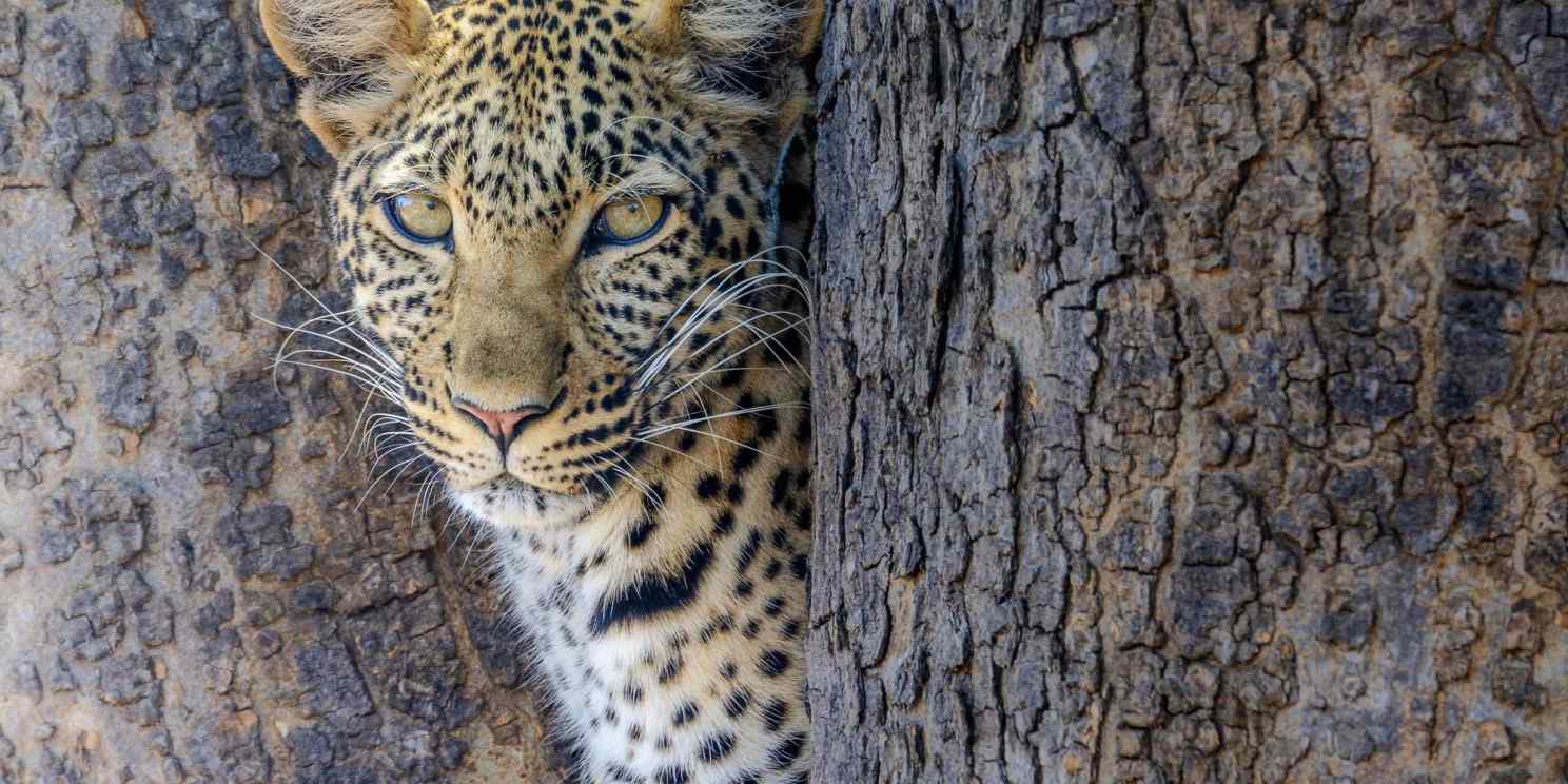 Tanzania Animals – Wildlife in Tanzania