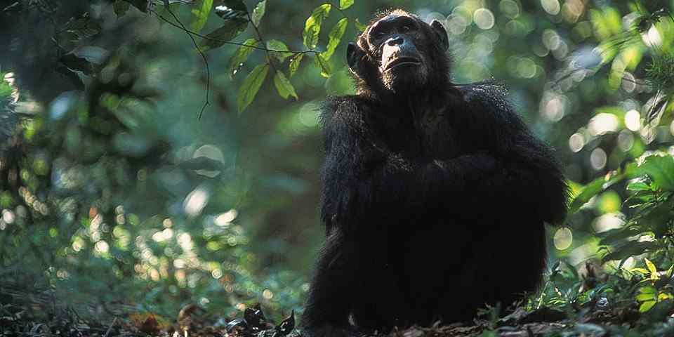 Katavi National Park – Travel Guide, Map & More!