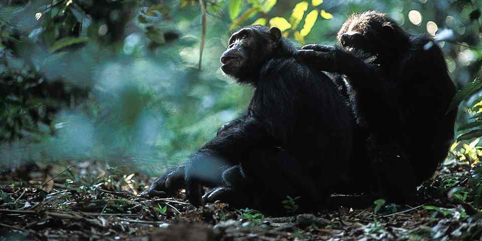 Gombe National Park – Travel Guide, Map & More!