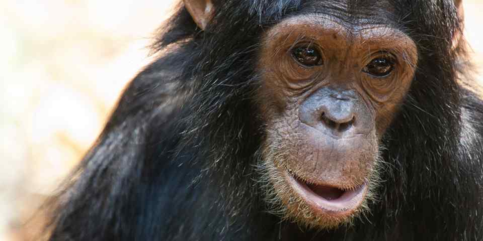 Gombe National Park – Travel Guide, Map & More!
