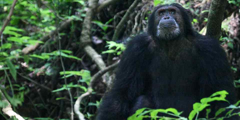 Gombe National Park – Travel Guide, Map & More!