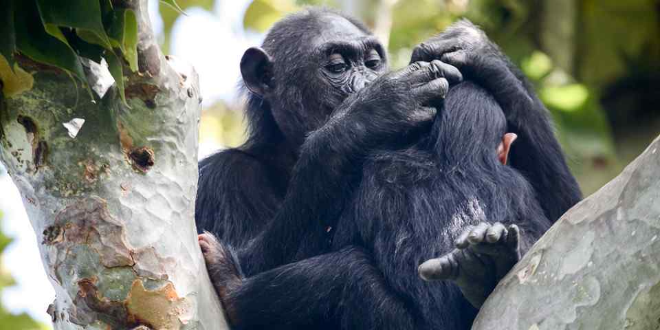 Gombe National Park – Travel Guide, Map & More!