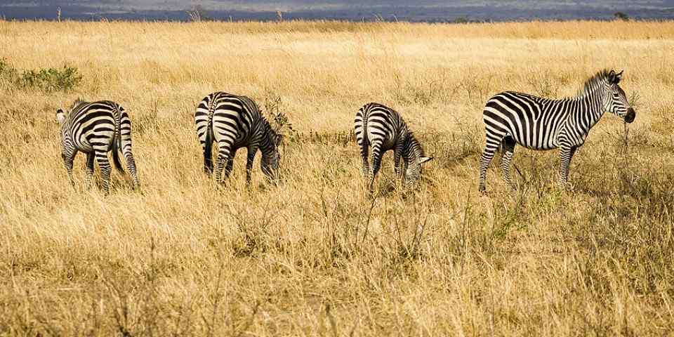 Mikumi National Park – Travel Guide, Map & More!