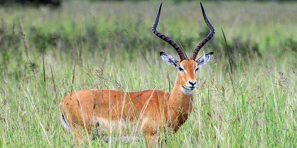 Hluhluwe-Imfolozi Map – Detailed Map of Hluhluwe-Imfolozi Game Reserve