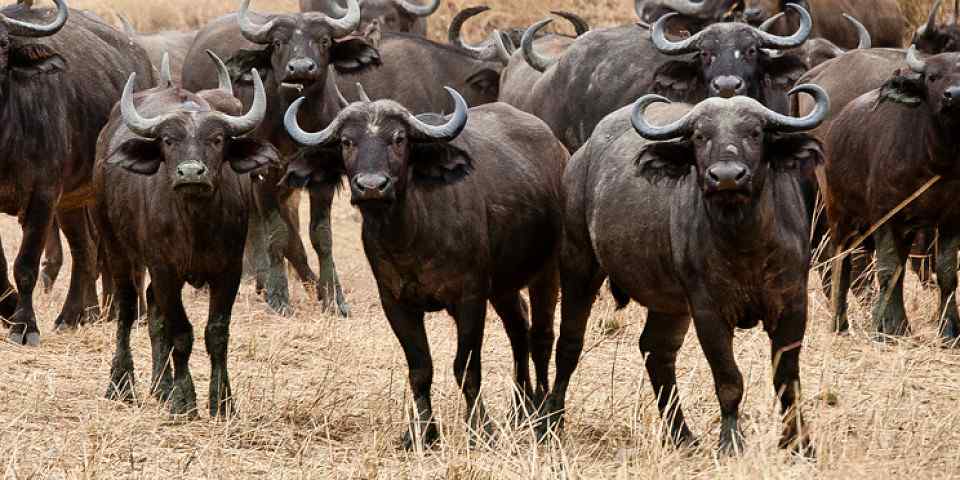 Mikumi National Park – Travel Guide, Map & More!